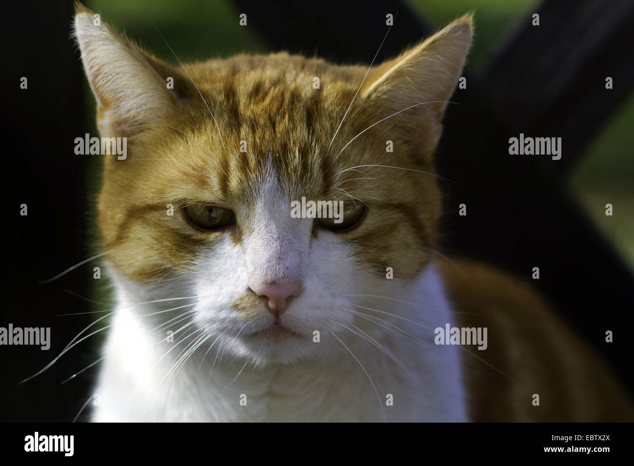 domestic cat, house cat (Felis silvestris f. catus), portrait Stock ...