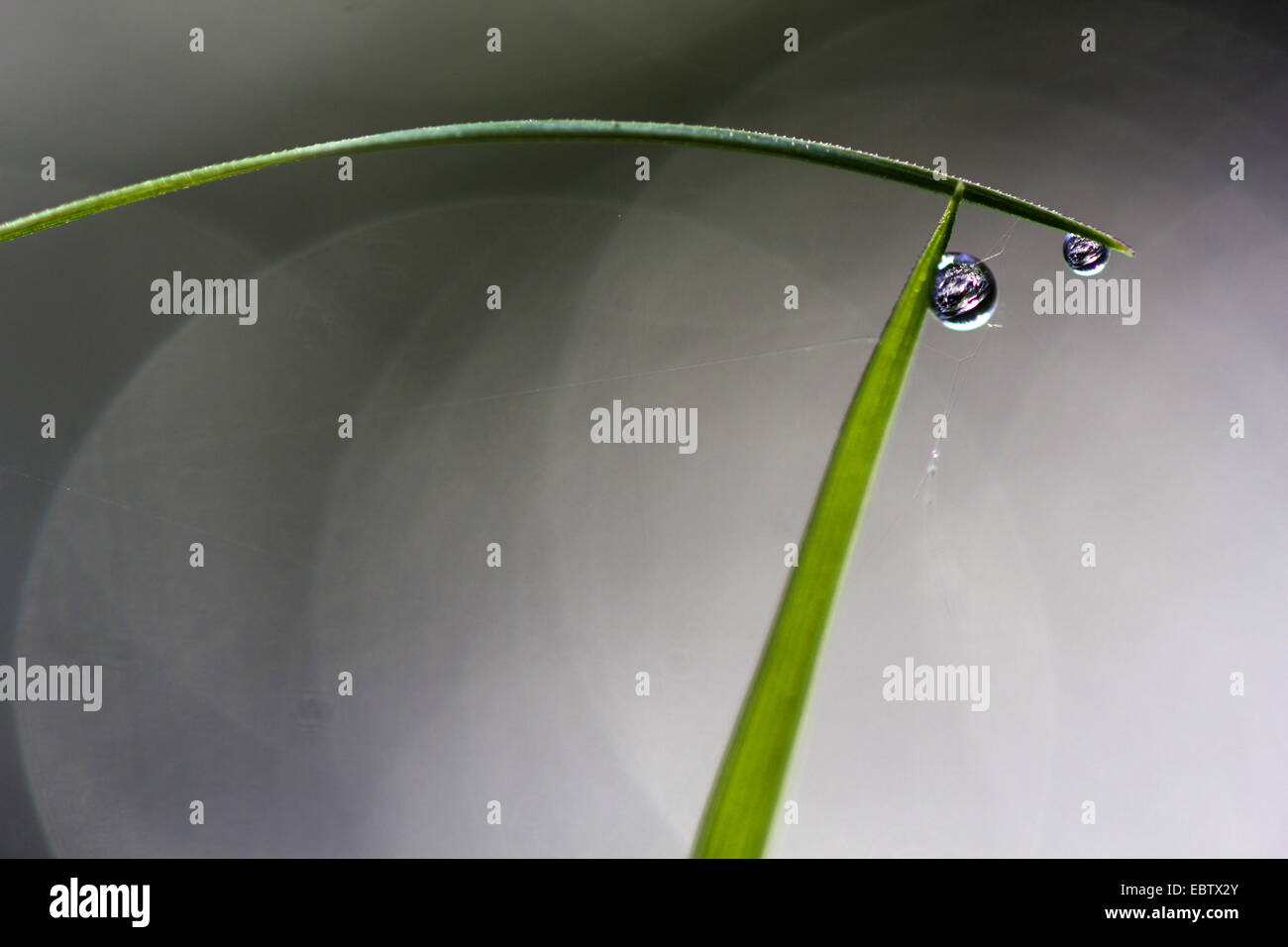 reflection of the sun at water drops at blades of grass Stock Photo - Alamy