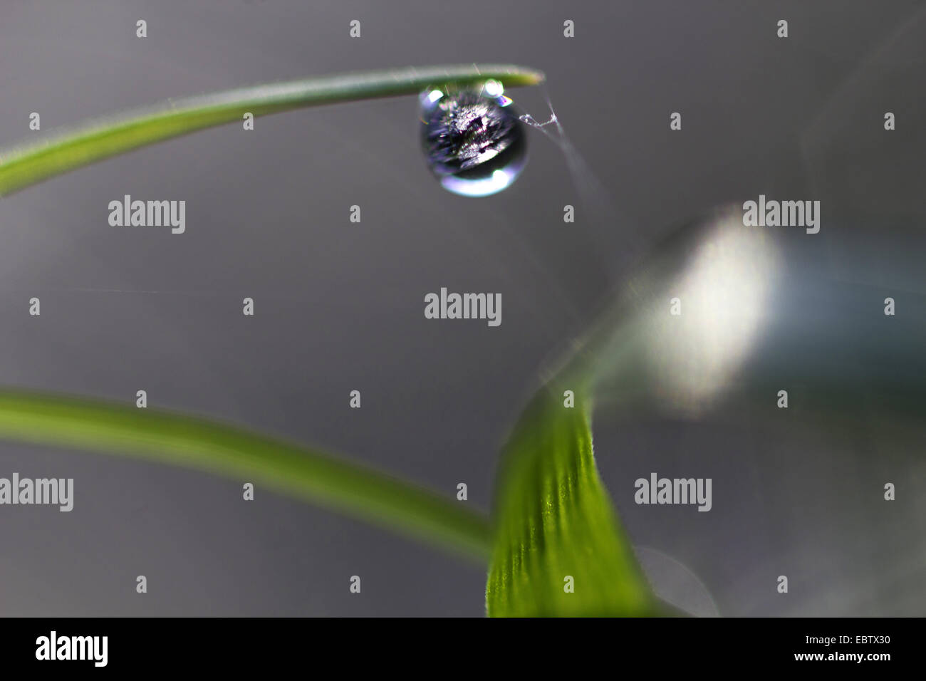 reflection of the sun at water drops at blades of grass Stock Photo - Alamy