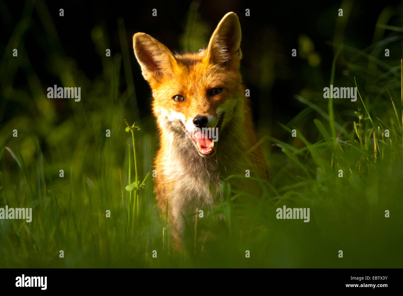 red fox (Vulpes vulpes), in a meadow in morning light, Switzerland ...