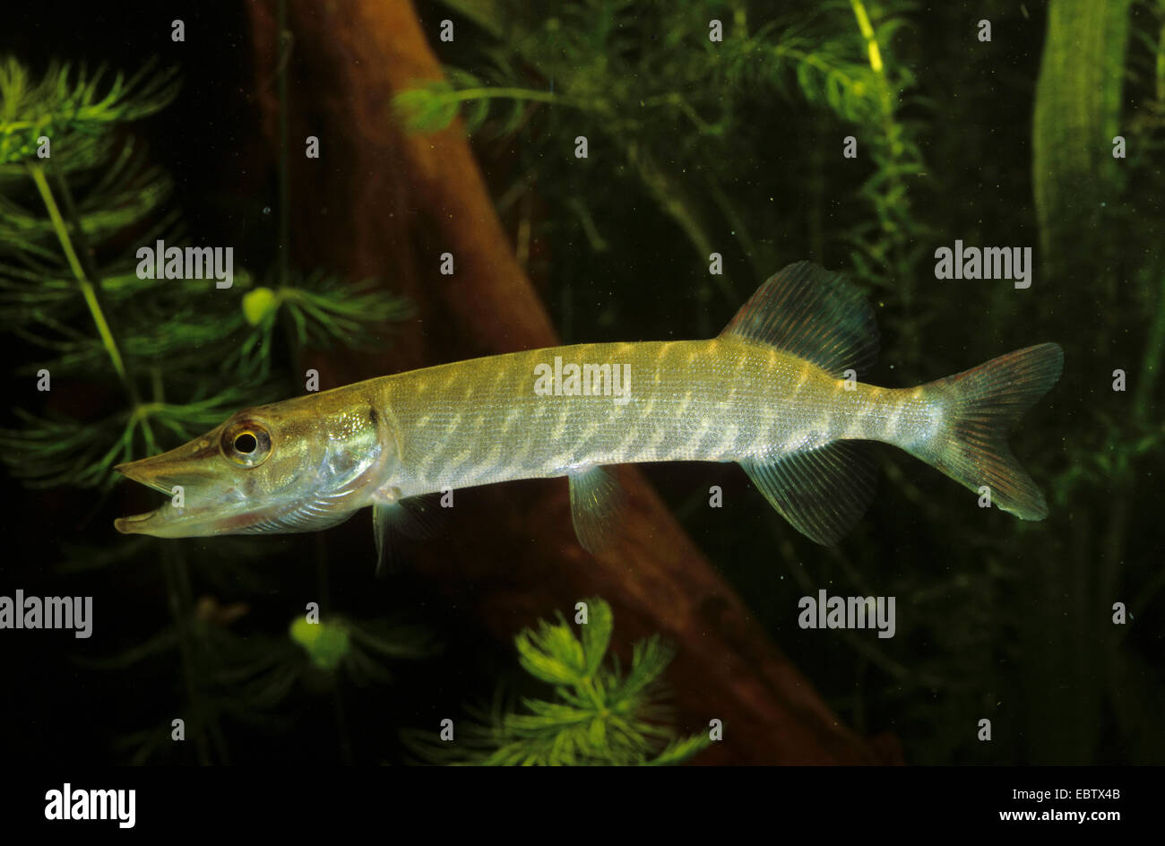 pike, northern pike (Esox lucius), side view, Germany Stock Photo - Alamy