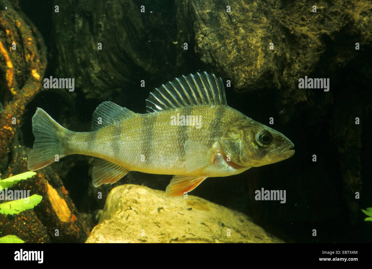 Perch, European perch, Redfin perch (Perca fluviatilis), side view ...