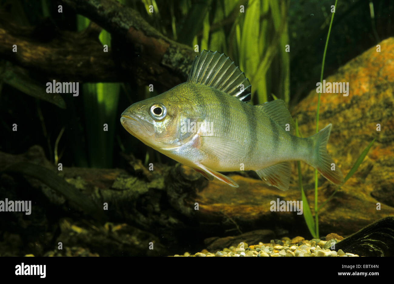Perch, European perch, Redfin perch (Perca fluviatilis), under water ...