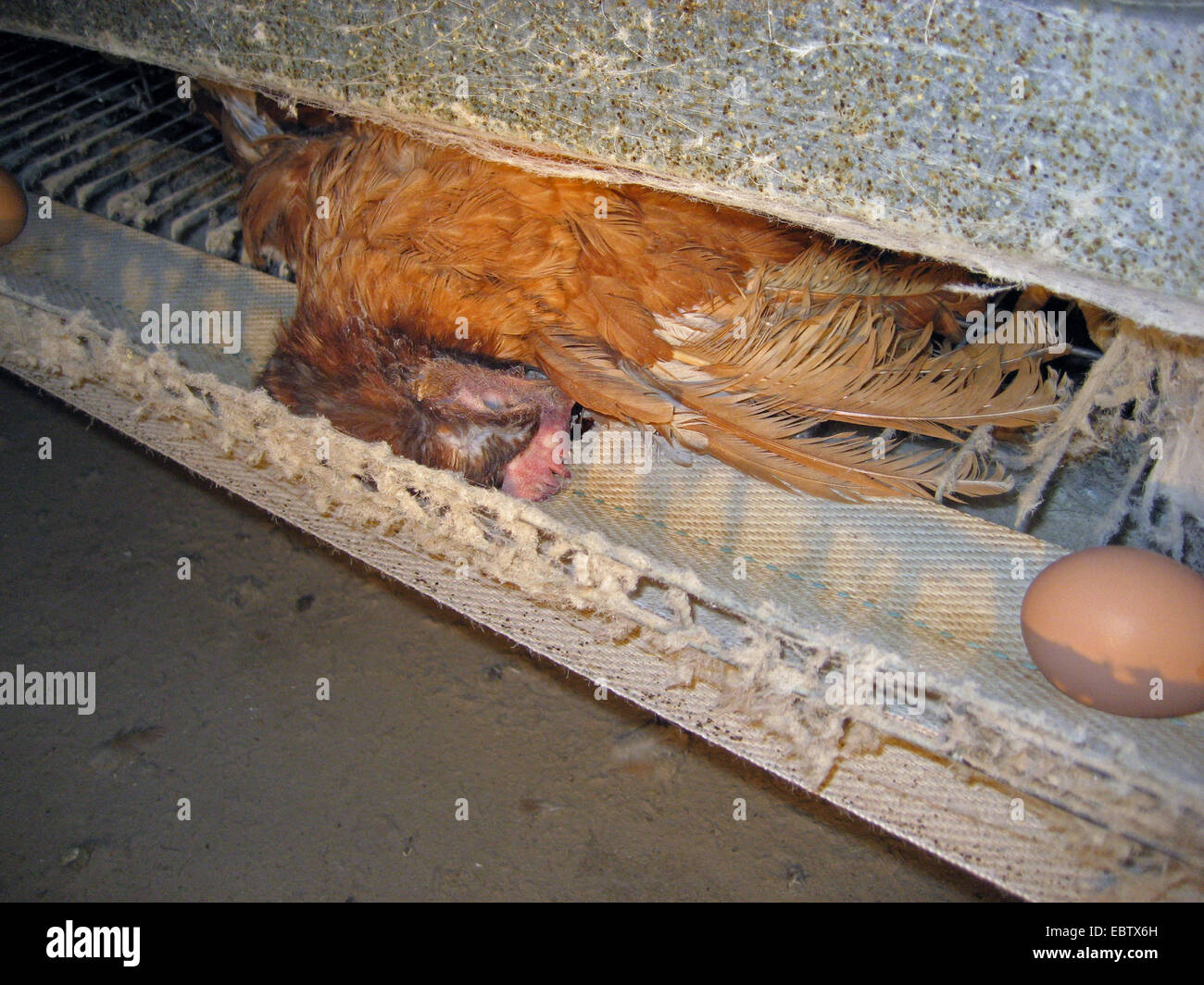 Eggs and dead animals hi-res stock photography and images - Alamy