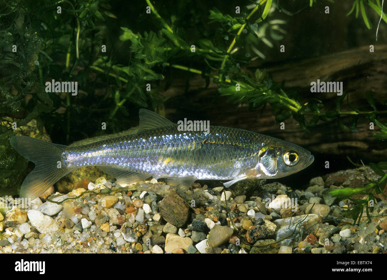 Moderlieschen, Belica (Leucaspius delineatus), side view, Germany Stock ...
