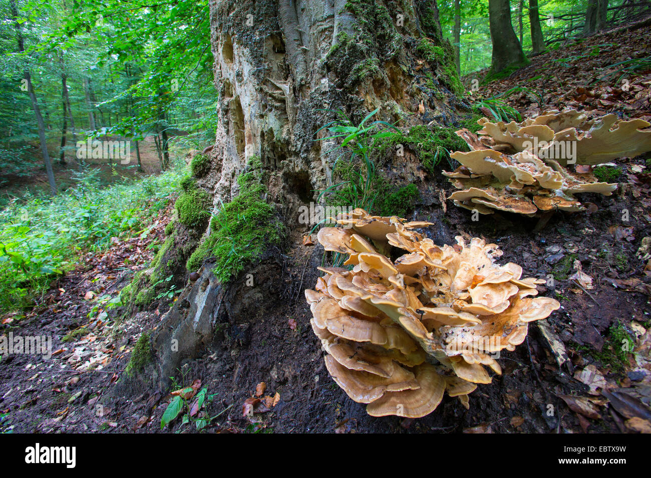 Black staining polypore hi-res stock photography and images - Alamy