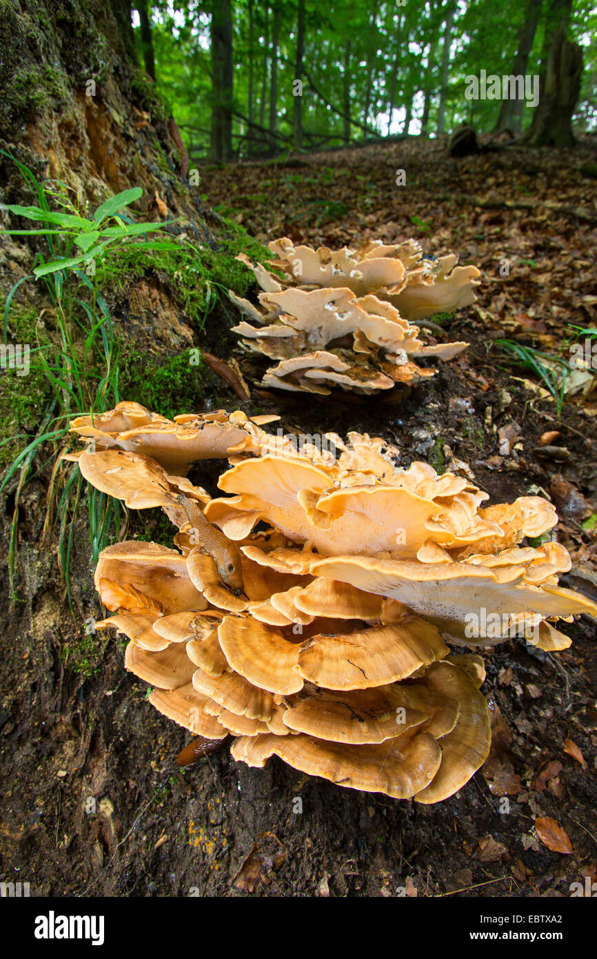 giant polypore, black-staining polypore, giant polypore mushroom ...