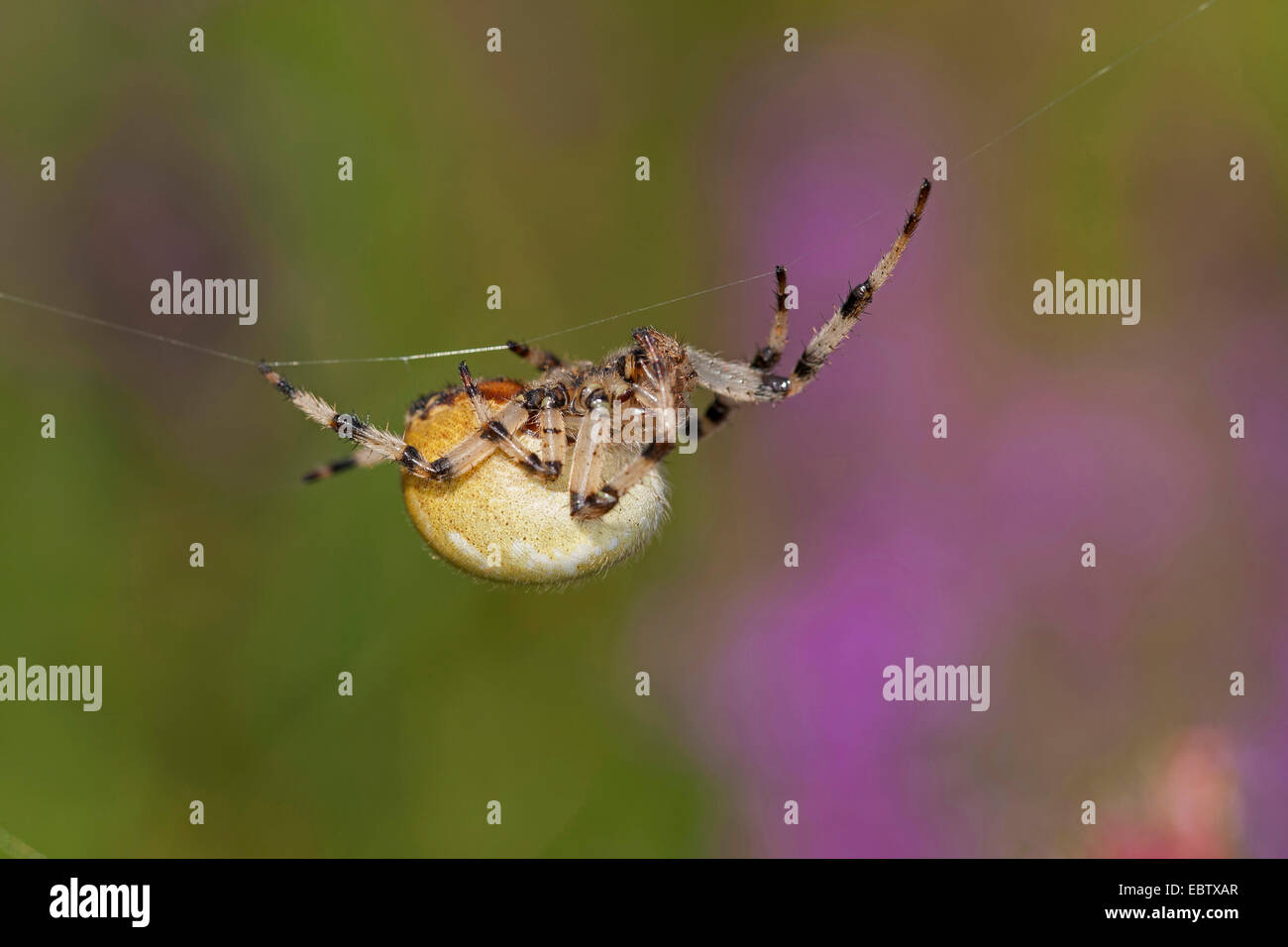 fourspotted orbweaver (Araneus quadratus), female, Germany Stock Photo ...
