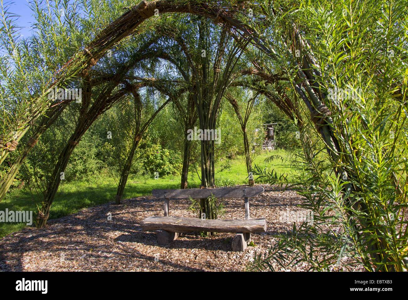 willow, osier (Salix spec.), self-made bower from willow; twigs stuck ...