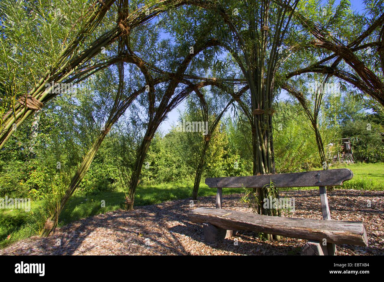 willow, osier (Salix spec.), self-made bower from willow; twigs stuck ...