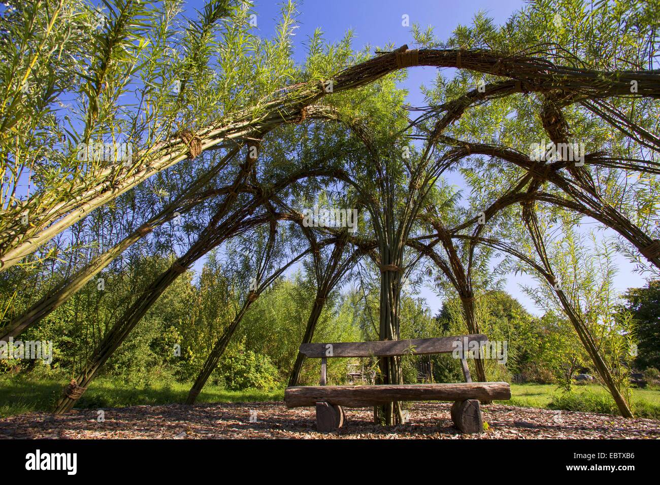 willow, osier (Salix spec.), self-made bower from willow; twigs stuck ...