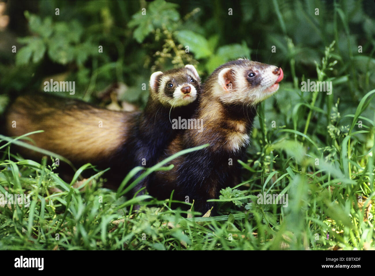European polecat (Mustela putorius), two polecats in grass, Germany ...