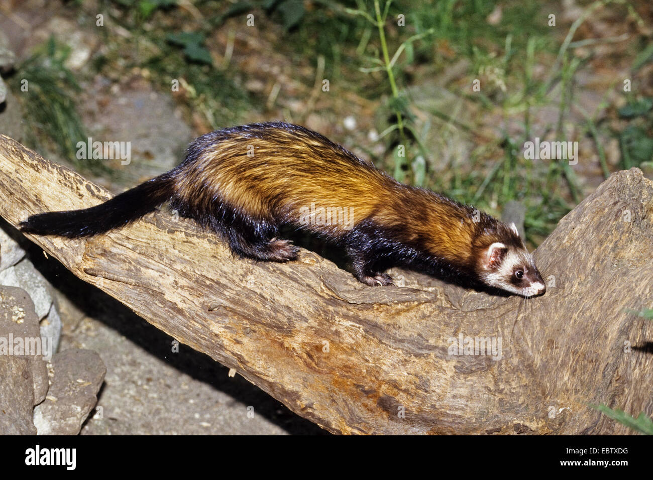 Polecat mammal animal wildlife hi-res stock photography and images - Alamy