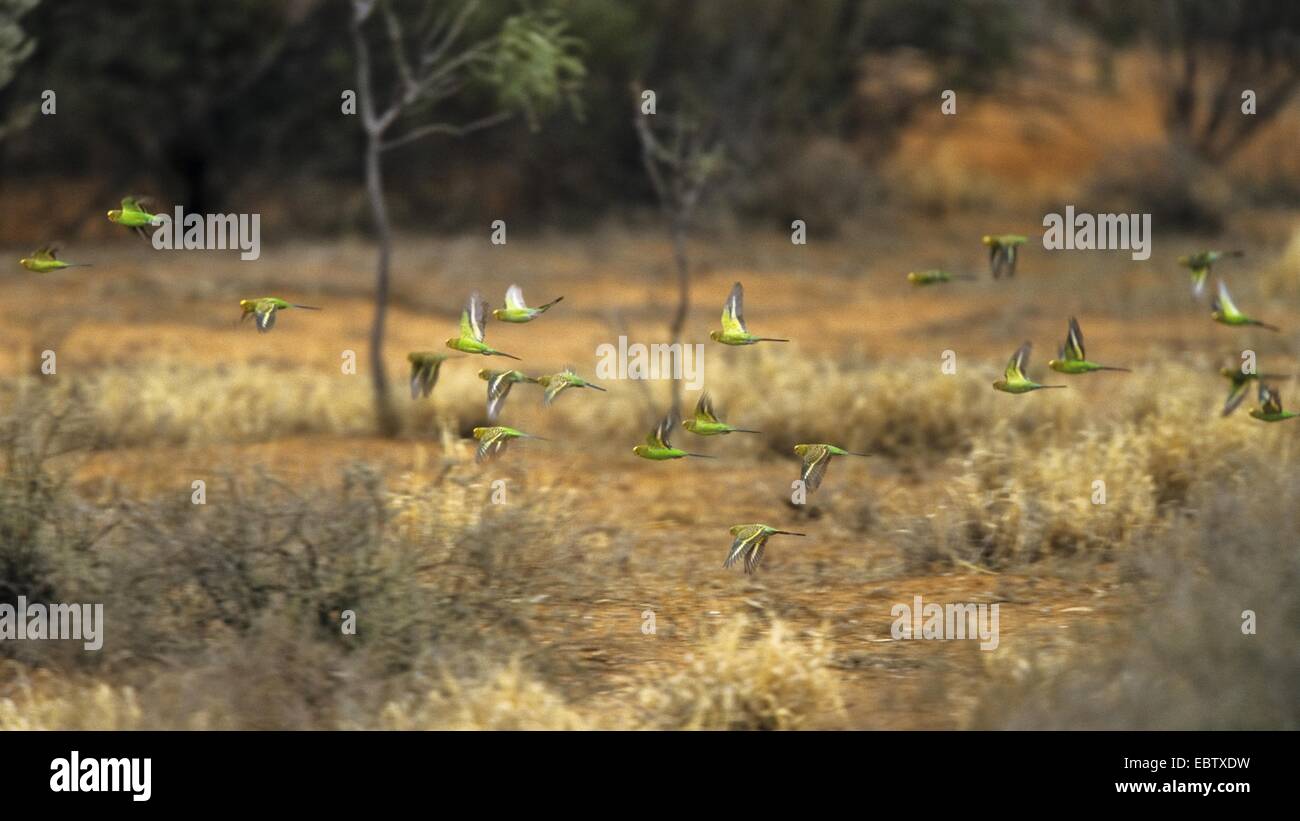 budgerigar, budgie, parakeet (Melopsittacus undulatus), flying flock ...