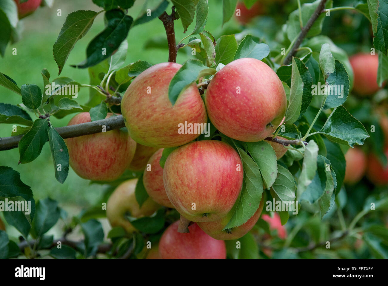 apple tree (Malus domestica 'Pinova', Malus domestica Pinova), cultivar ...