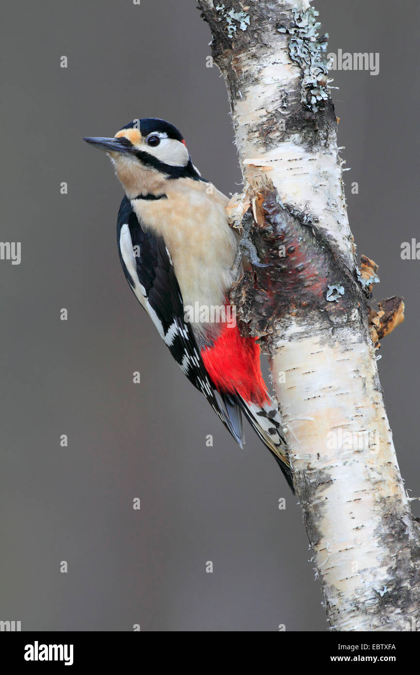 Great spotted woodpecker (Picoides major, Dendrocopos major), male ...