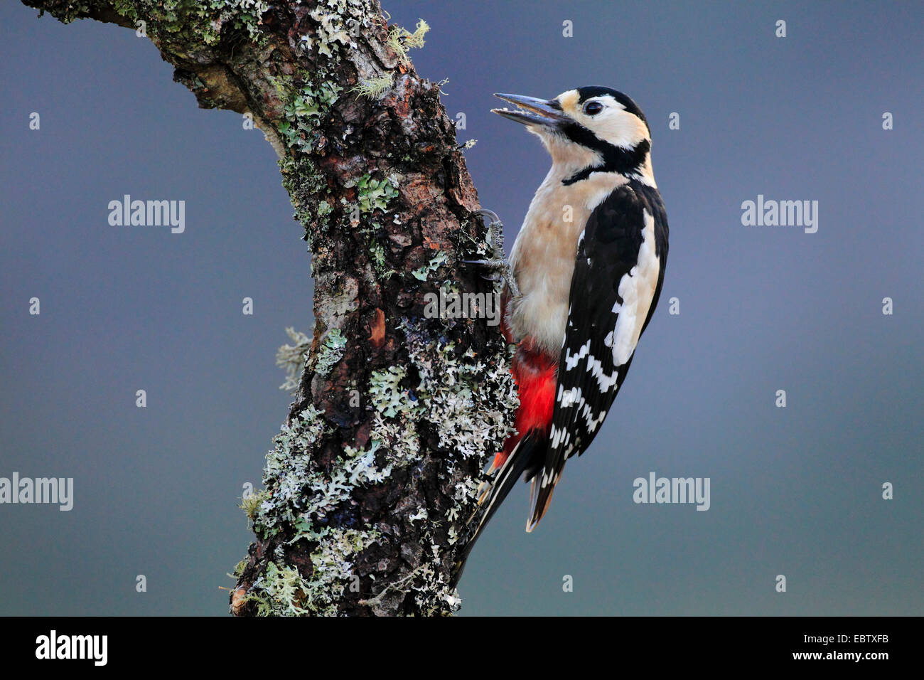 Great spotted woodpecker (Picoides major, Dendrocopos major), male ...