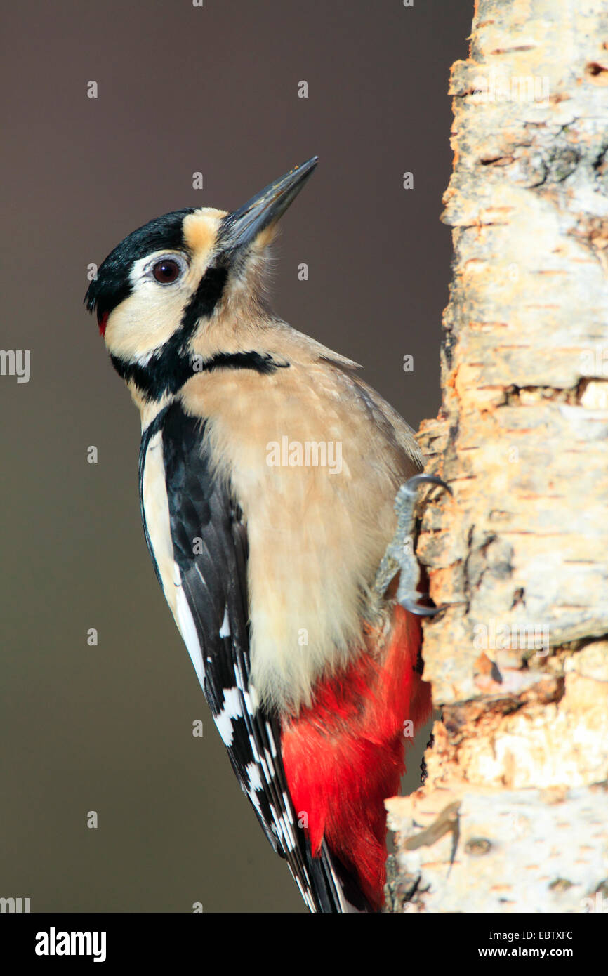 Great spotted woodpecker (Picoides major, Dendrocopos major), male ...