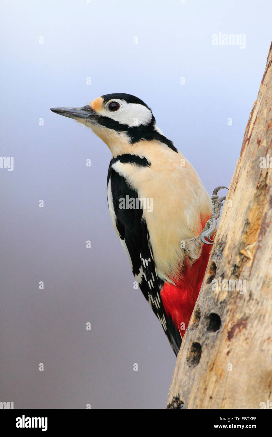 Great spotted woodpeckers scotland hi-res stock photography and images ...