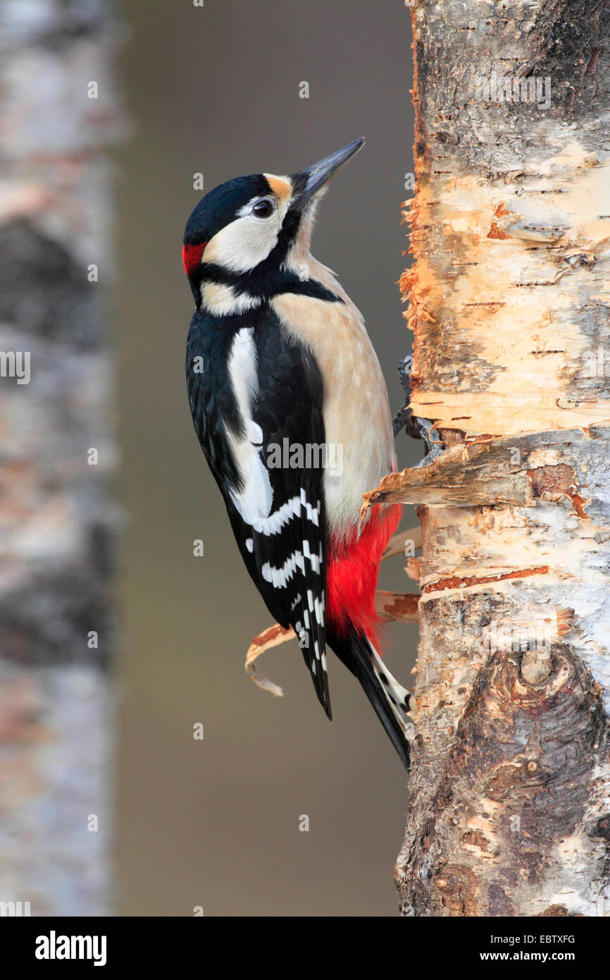 Great spotted woodpeckers scotland hi-res stock photography and images ...