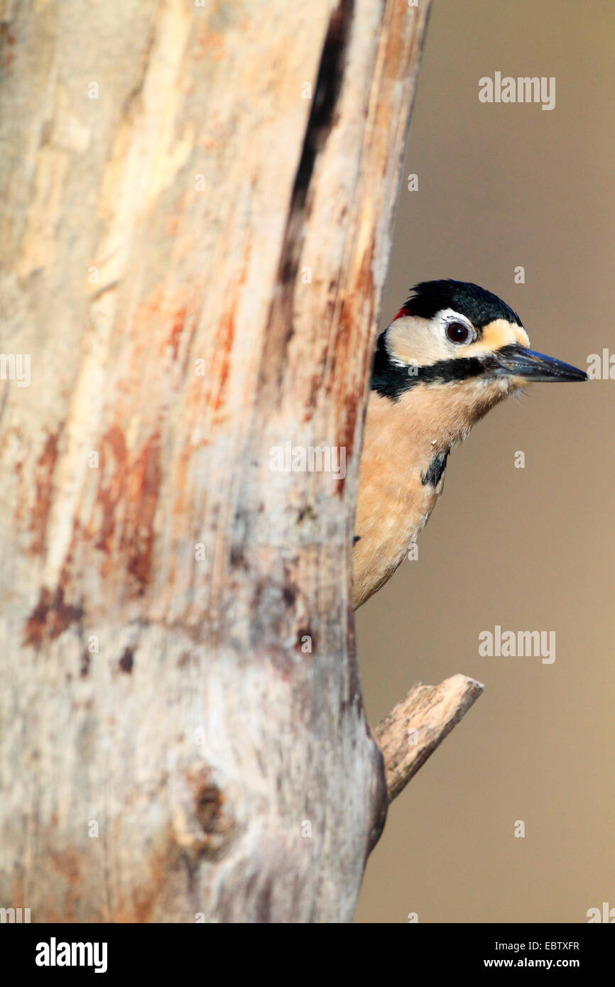 Great spotted woodpecker (Picoides major, Dendrocopos major), peering ...
