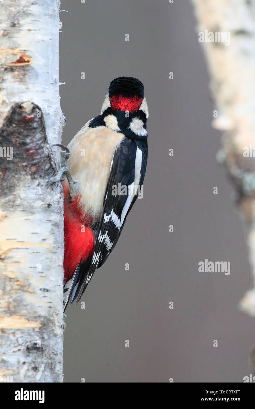 Great spotted woodpeckers scotland hi-res stock photography and images ...