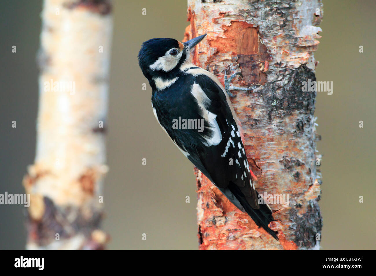 Great spotted woodpecker (Picoides major, Dendrocopos major), male ...