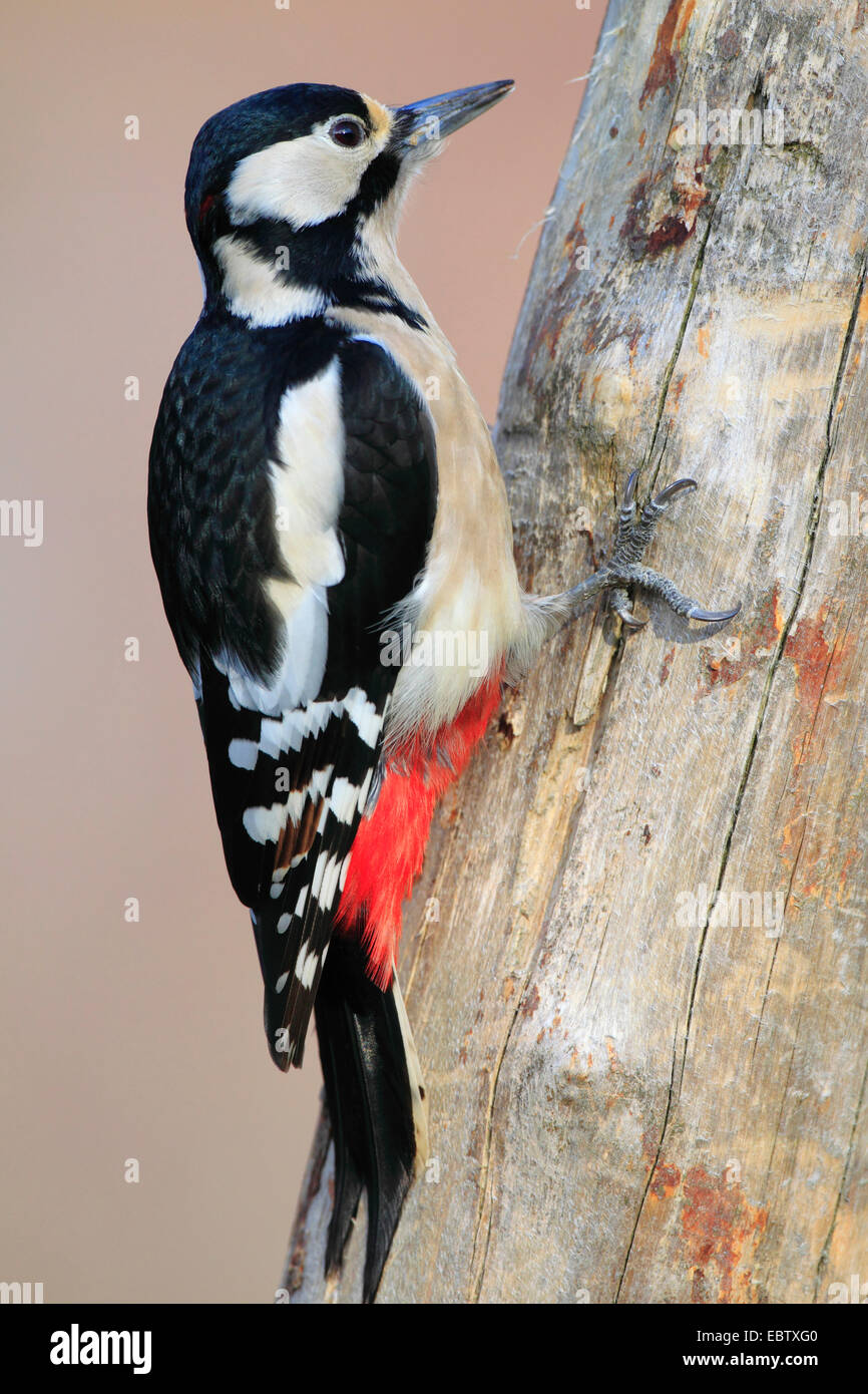 Great spotted woodpeckers scotland hi-res stock photography and images ...
