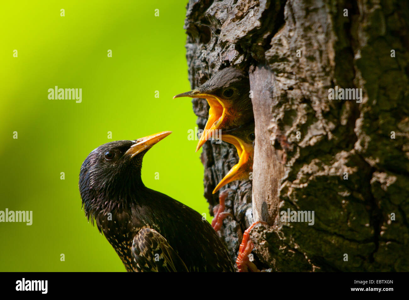 Starling feeding baby hi-res stock photography and images - Alamy