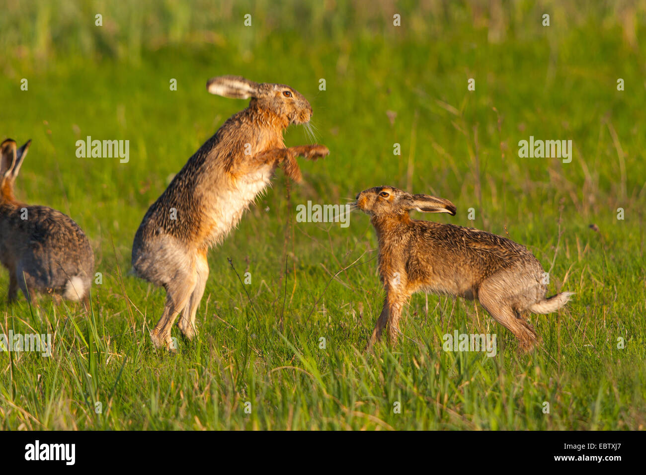 European hare (Lepus europaeus), two hares fighting in mating season ...