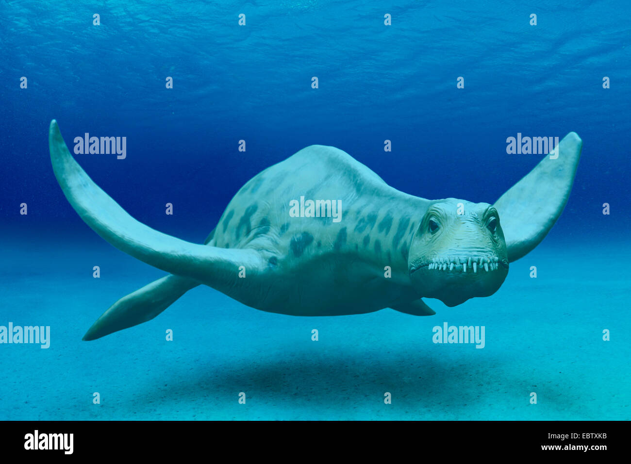 Cryptoclidus (Cryptoclidus), diving Stock Photo - Alamy