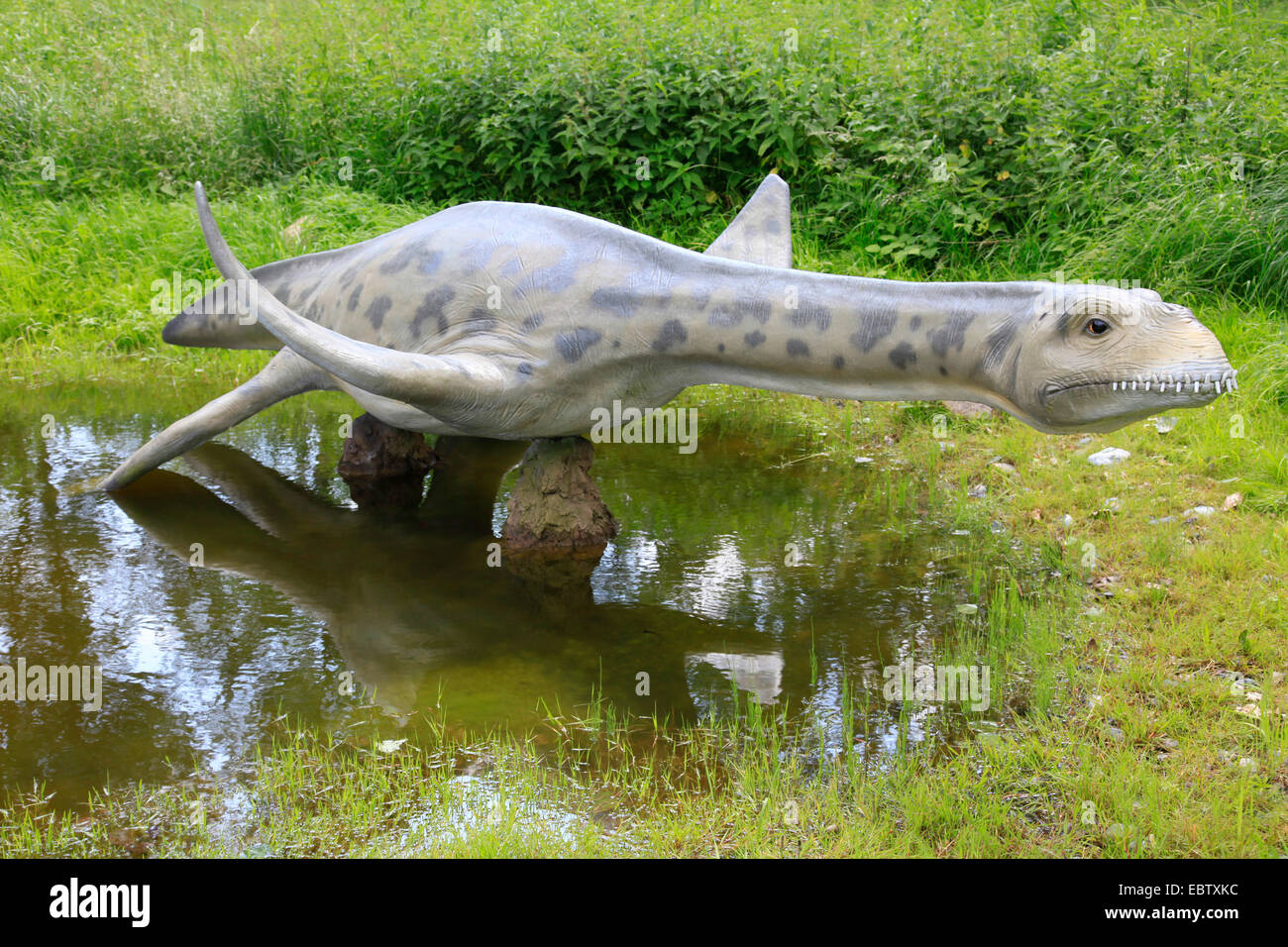 Cryptoclidus cryptoclidus hi-res stock photography and images - Alamy