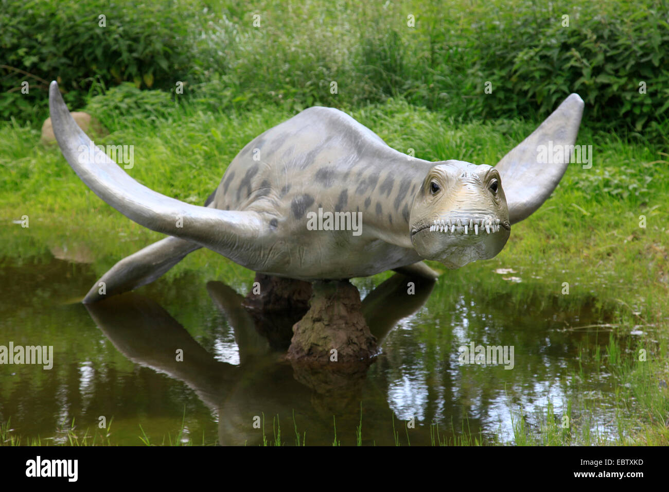 Cryptoclidus (Cryptoclidus), swimming Stock Photo - Alamy