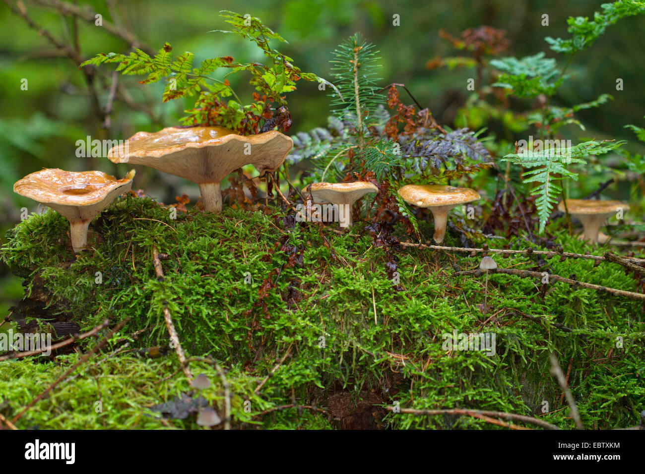 Brown roll-rim, Common roll-rim, Poison pax (Paxillus involutus), five ...