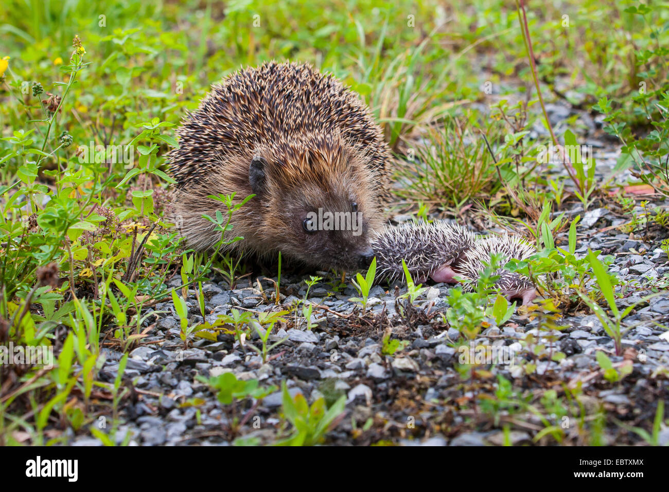 Western hedgehog, European hedgehog (Erinaceus europaeus), mother ...