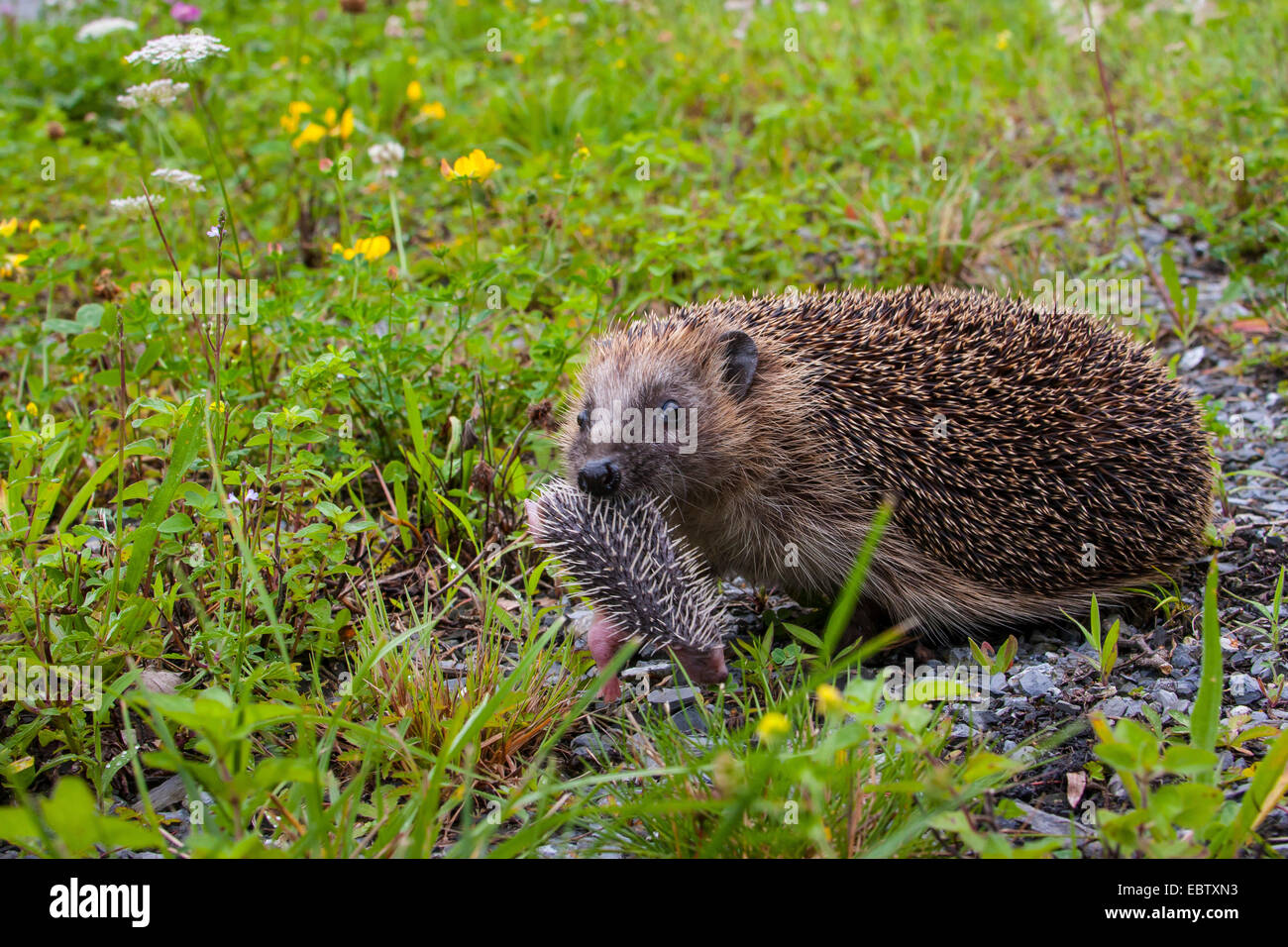 Western hedgehog, European hedgehog (Erinaceus europaeus), mother ...