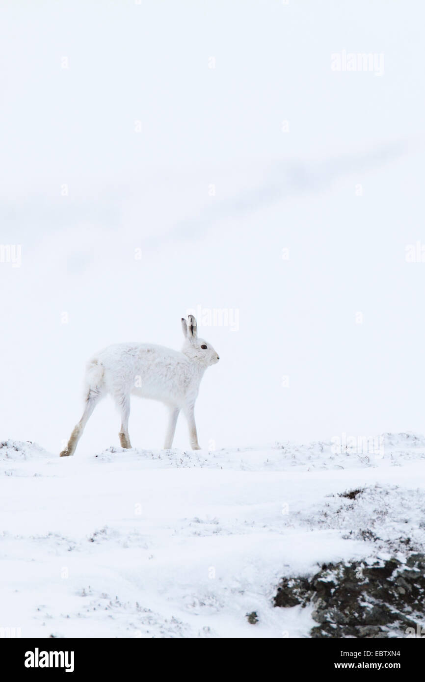 blue hare, mountain hare, white hare, Eurasian Arctic hare (Lepus ...