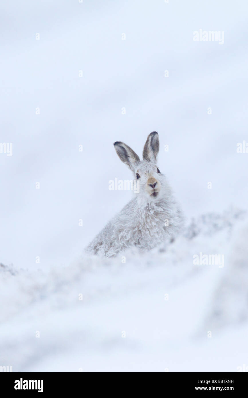 blue hare, mountain hare, white hare, Eurasian Arctic hare (Lepus ...