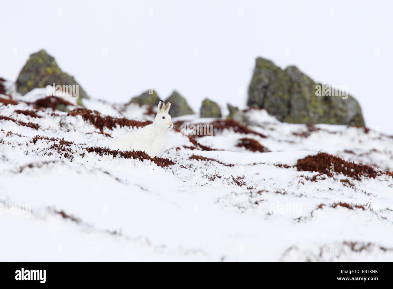 blue hare, mountain hare, white hare, Eurasian Arctic hare (Lepus ...