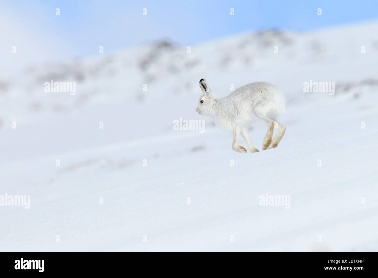 blue hare, mountain hare, white hare, Eurasian Arctic hare (Lepus ...