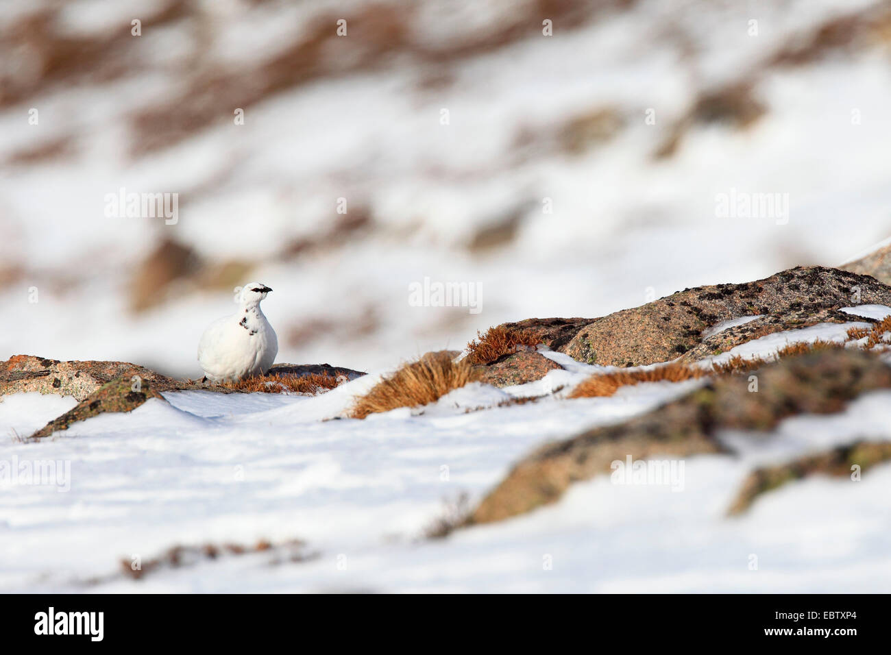 Rock ptarmigan, Snow chicken (Lagopus mutus), male sitting in snow ...