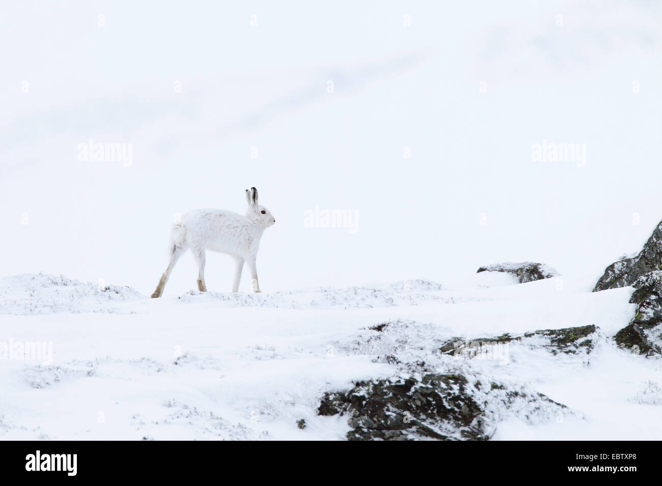 blue hare, mountain hare, white hare, Eurasian Arctic hare (Lepus ...