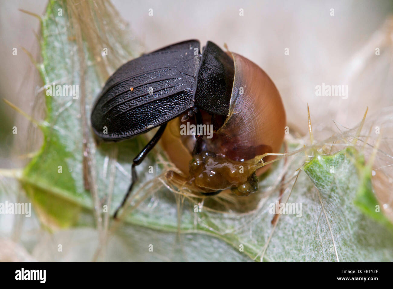 Burying beetles silpha hi-res stock photography and images - Alamy