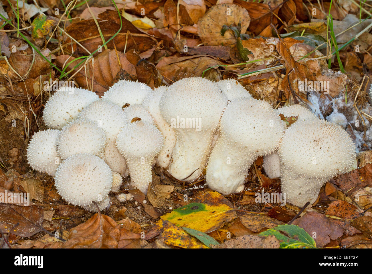 Common puffball, Warted puffball, Gem-studded puffball, Devil's snuff ...