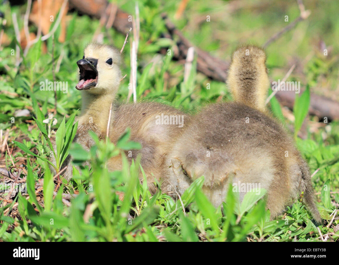 A pair of Canada goose goslings sitting in the grass Stock Photo - Alamy