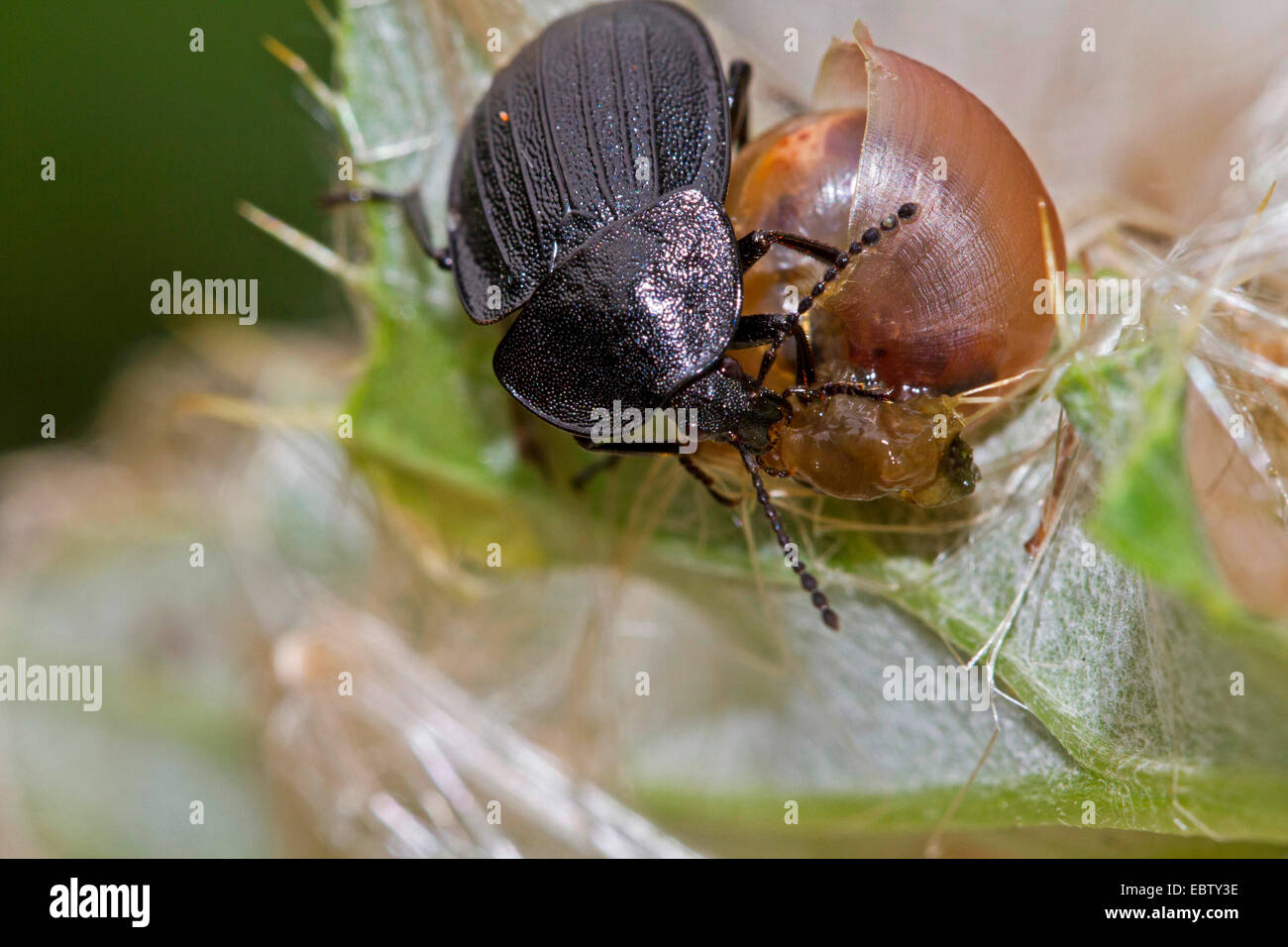 Black snail beetles hi-res stock photography and images - Alamy