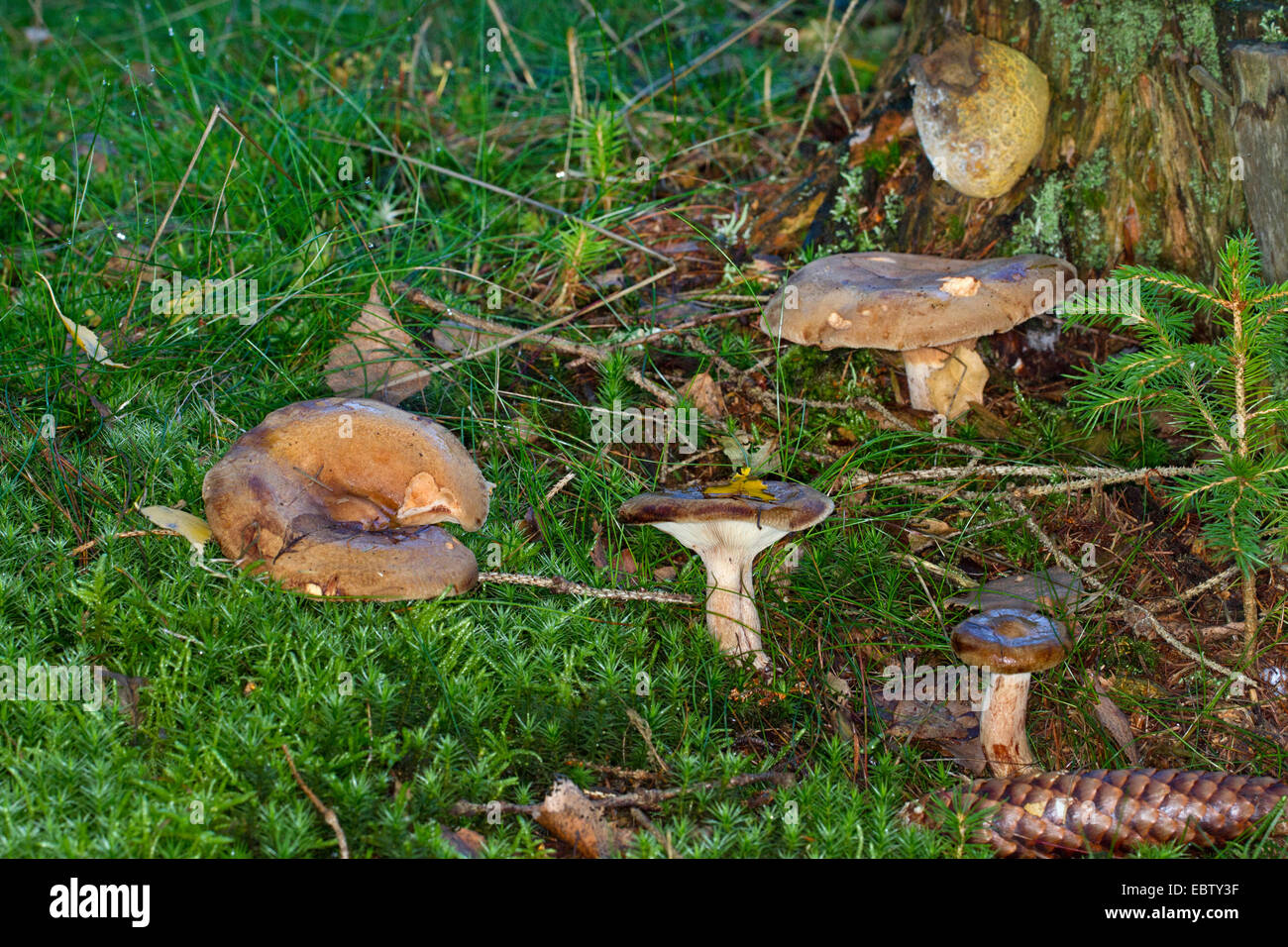 Brown roll-rim, Common roll-rim, Poison pax (Paxillus involutus), four ...