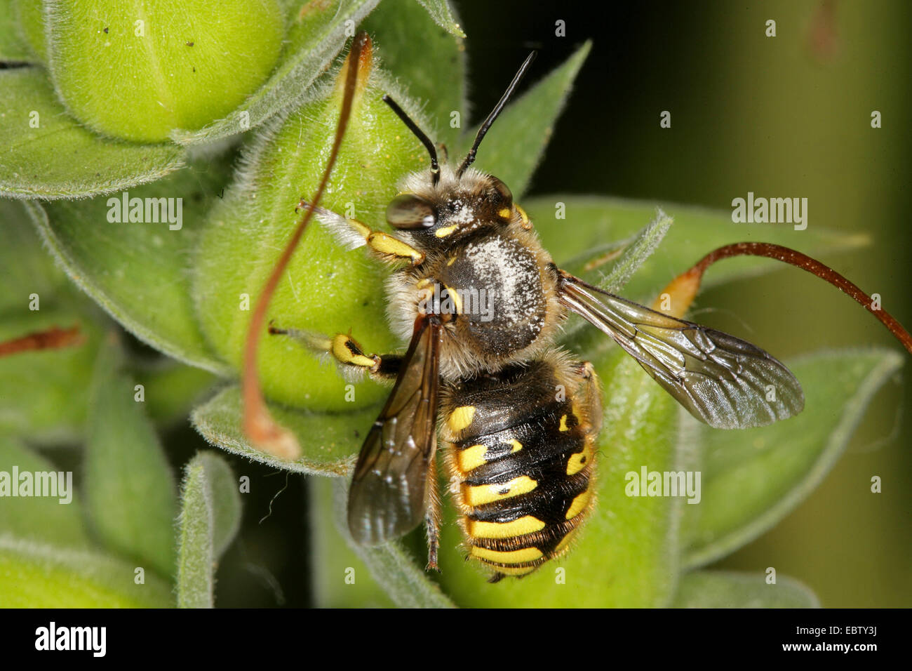 wool carder bee (Anthidium manicatum), on fruits of a foxglove, Germany ...