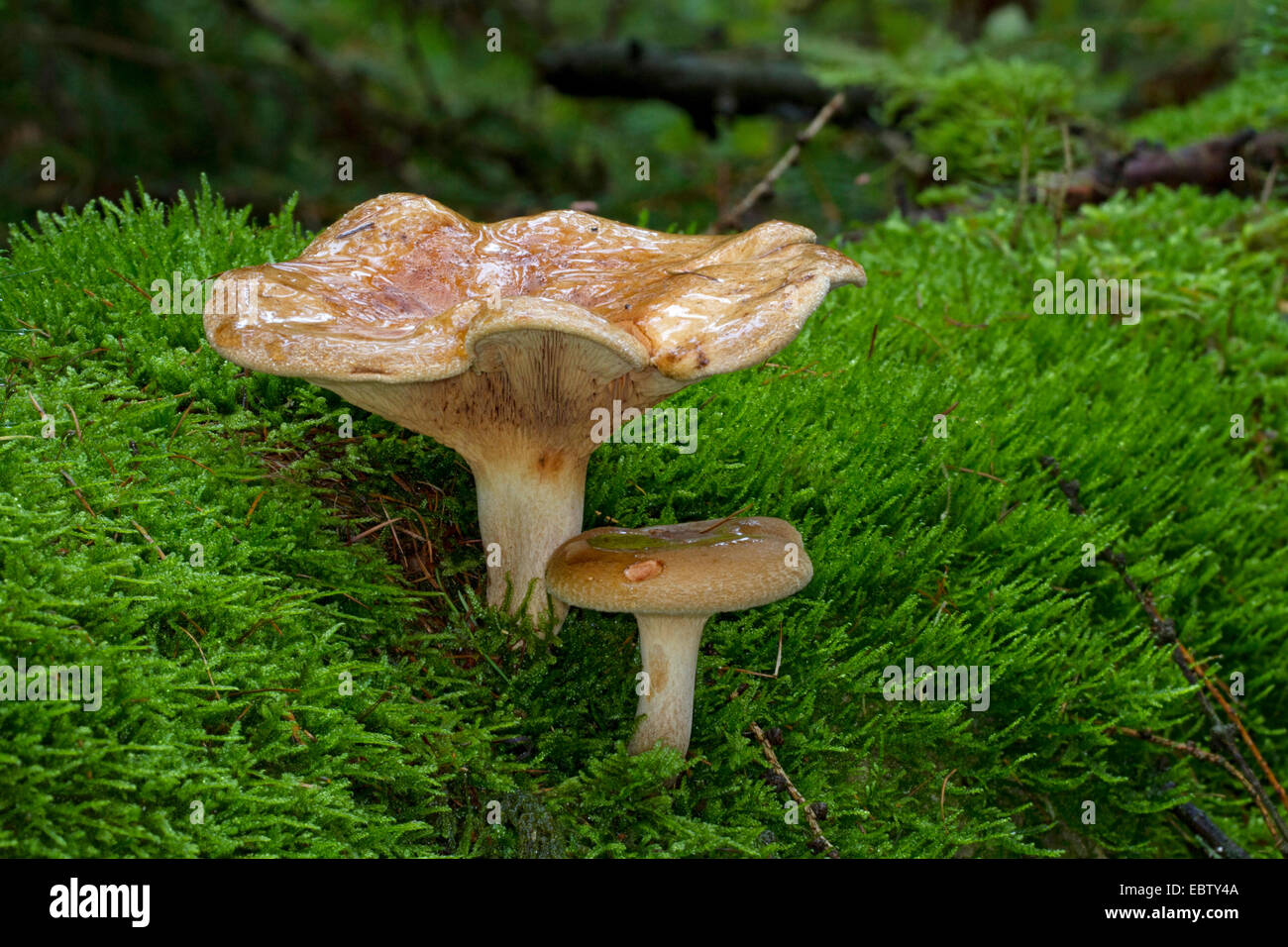 Rollrims hi-res stock photography and images - Alamy