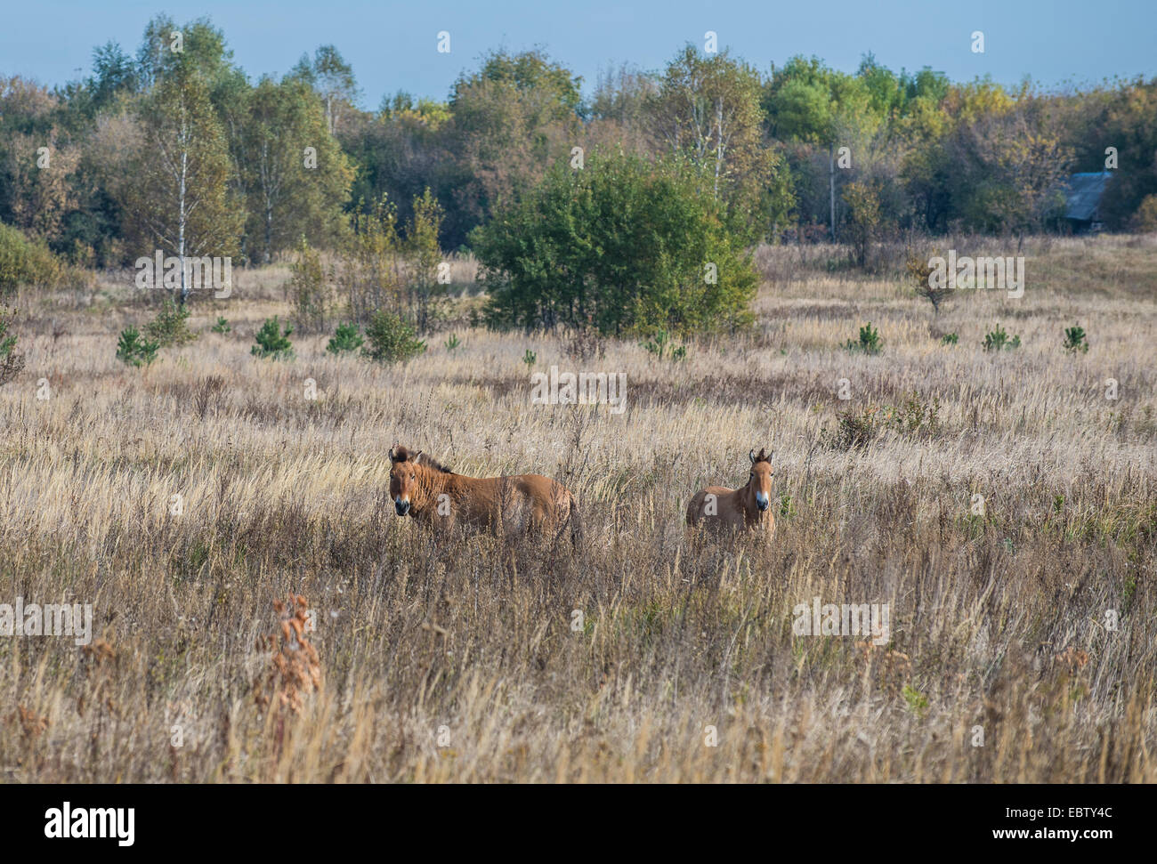 Przewalski's horses also called Asian or Mongolian wild horses or takhi ...
